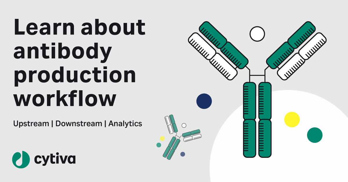 Antibody production workflow