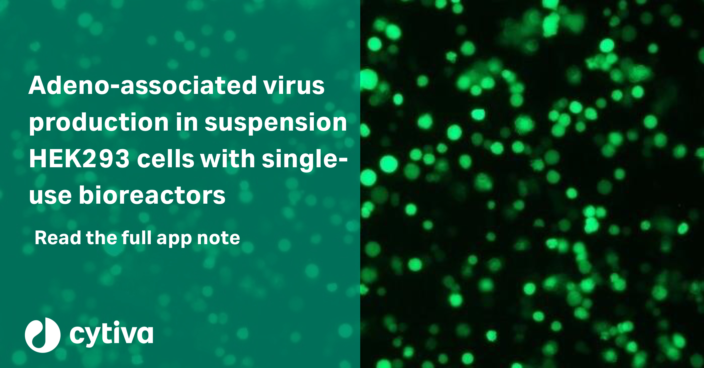 Adeno-associated virus production in suspension HEK293 cells with ...